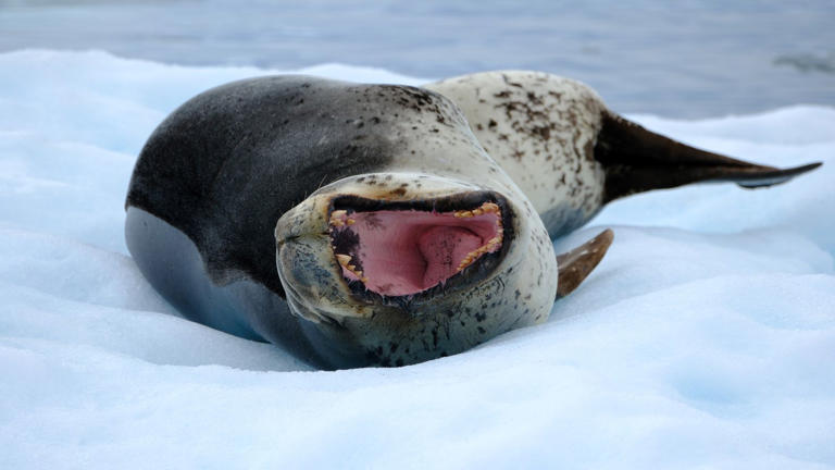 How a tiny change could tip the balance of life at the end of the world