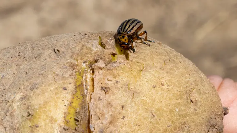 Fraunhofer-Entwicklung: Mit Genspray gegen Kartoffelkäfer