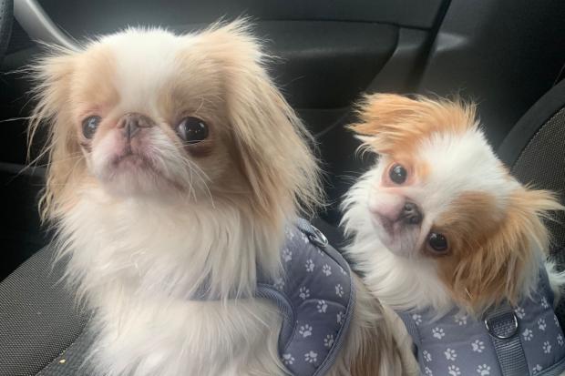 Woman dies surrounded by her 19 dogs at County Durham home after ...