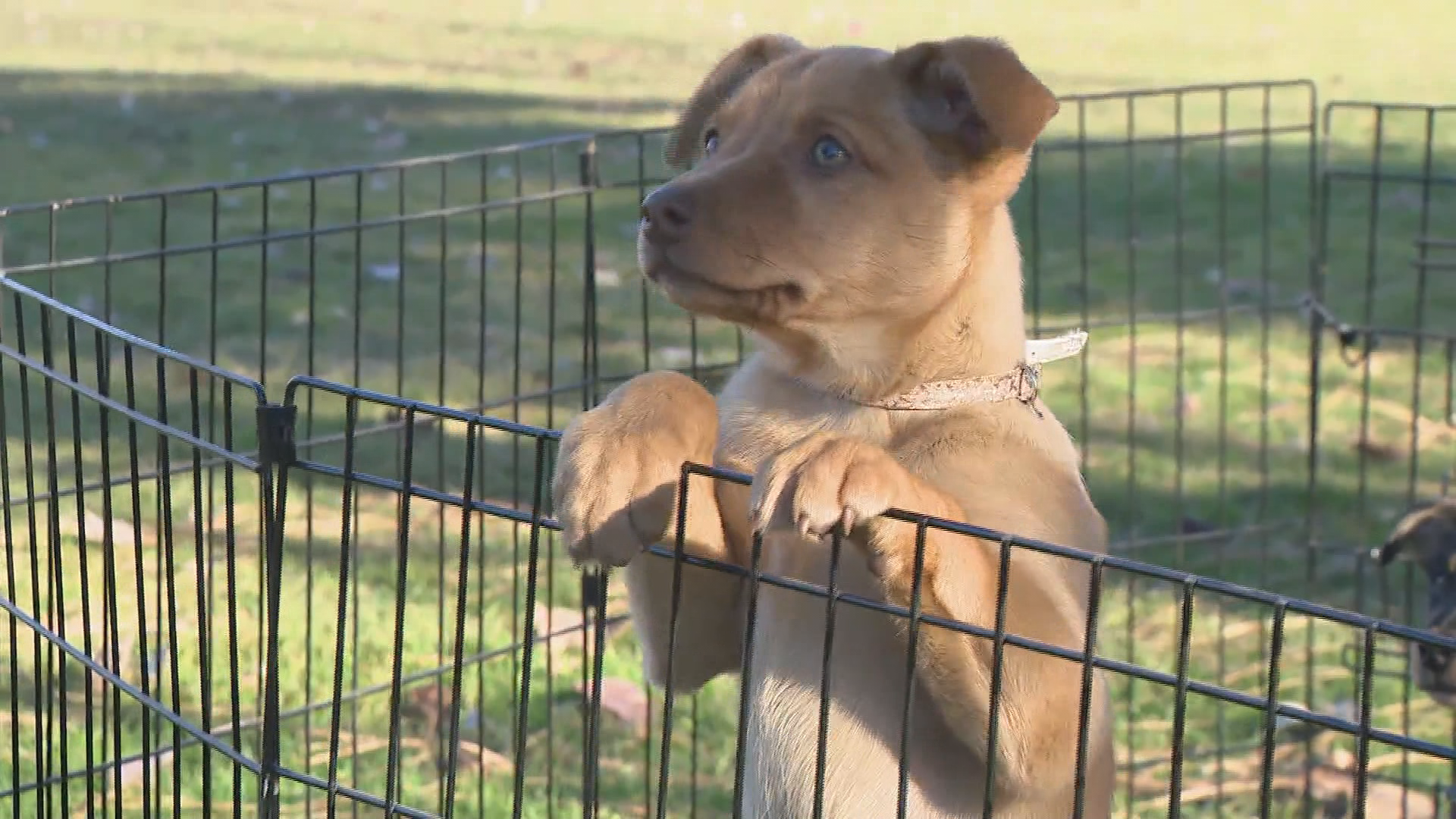 Okanagan Humane Society overwhelmed
