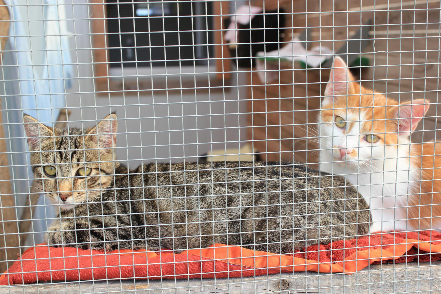 Demenzkranker Frau wurden Katzen abgenommen, Kosten soll sie tragen