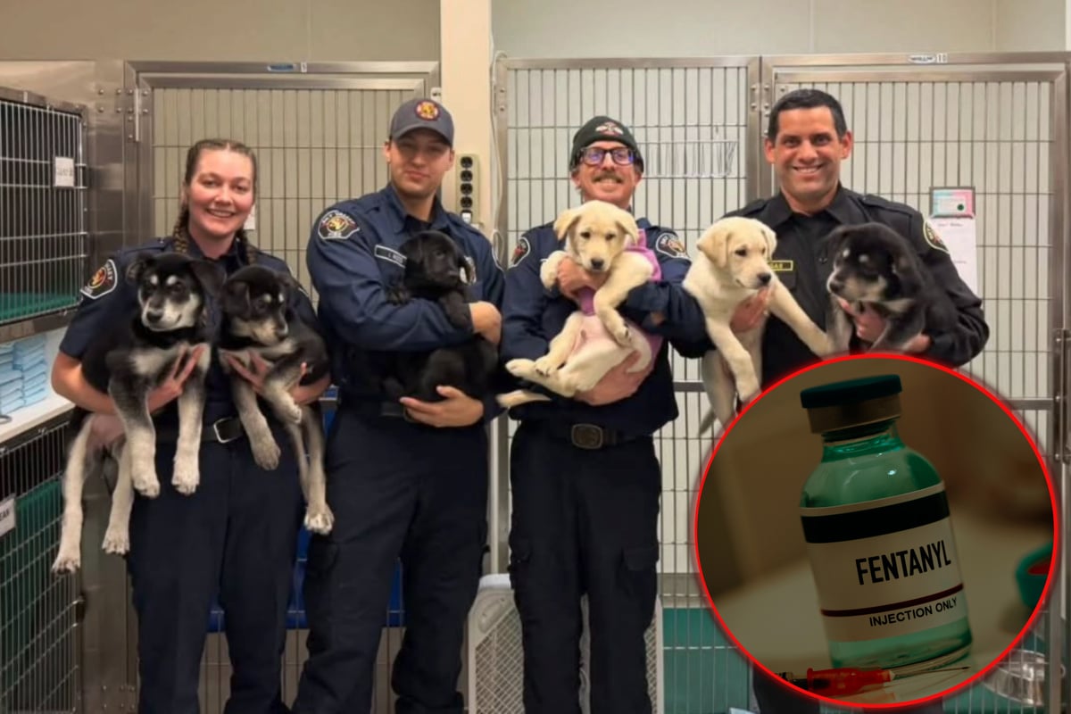 Six puppies suffer near-fatal fentanyl overdose in shocking fire rescue ...