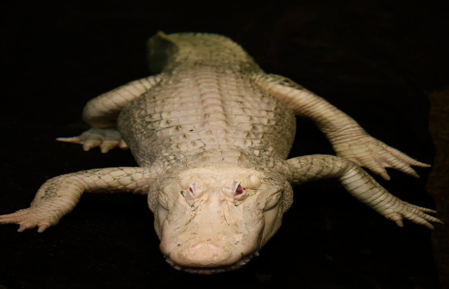 ‘Claude the Alligator Way’: City renaming Golden Gate Park road to ...