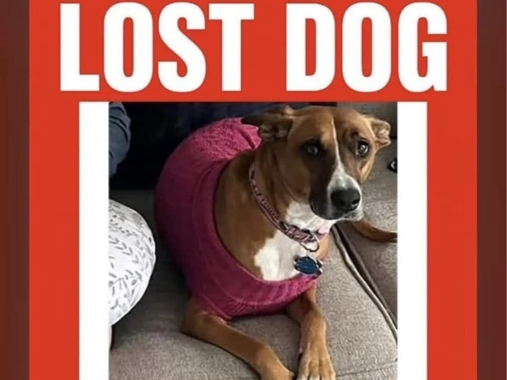 Beloved dog Luna missing from King of Prussia area