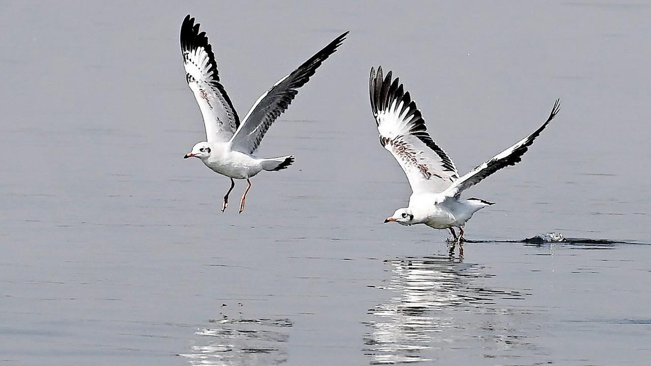 Mumbai diary: Friday dossier