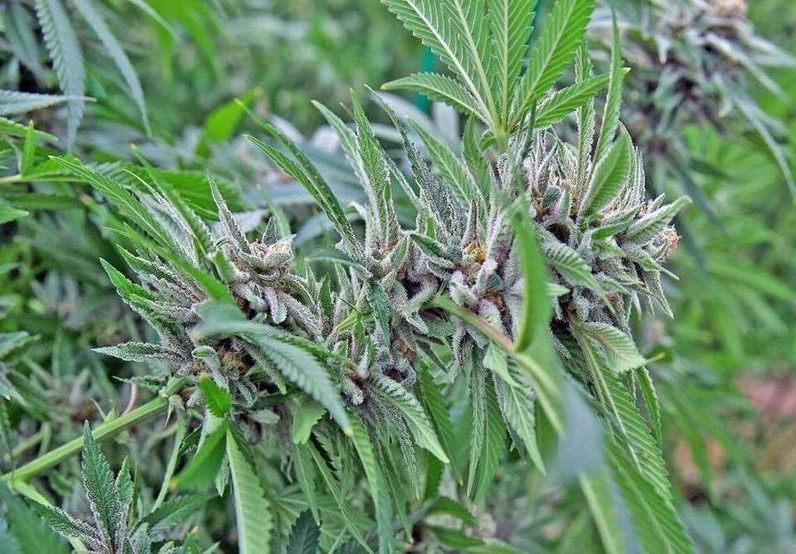 State pushing Florida elections offices to review marijuana amendment ...