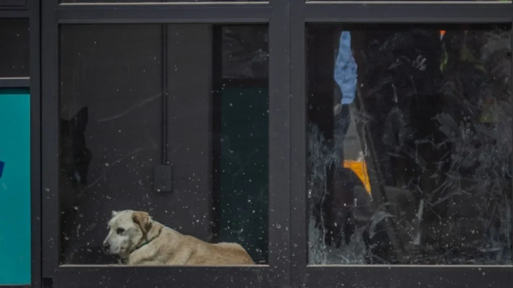 Diputados locales recorren albergue con perritos de Refugio Franciscano