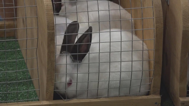 74th Midland County Livestock Show gives back to the youth