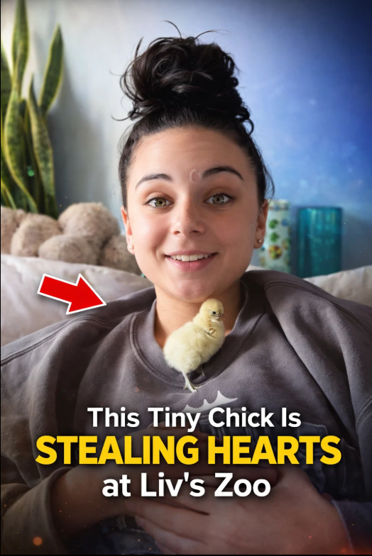This tiny chick is stealing hearts at Liv’s Zoo