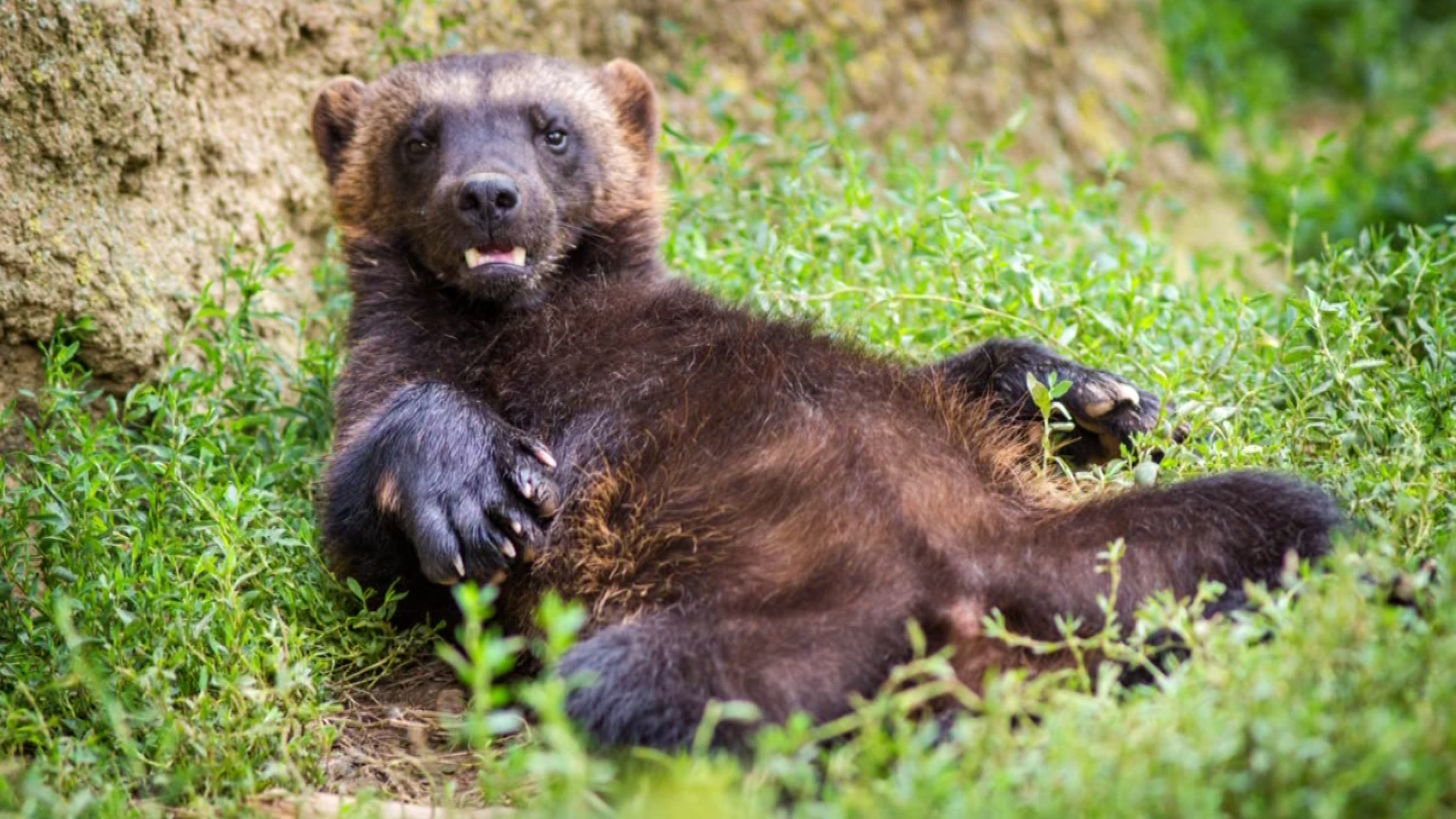 Colorado Parks and Wildlife considers plans to reintroduce wolverines