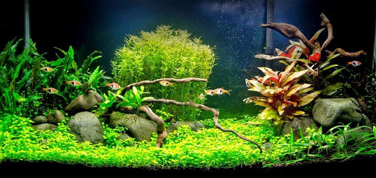 Mejores plantas de acuario de agua dulce: guía completa para elegir y ...