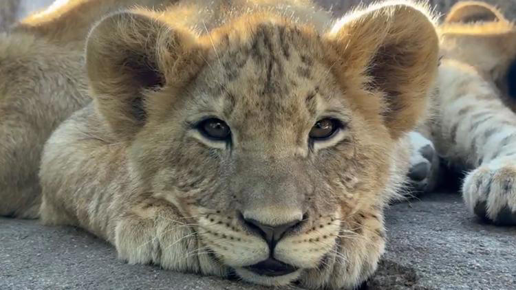 Denver's lion cubs officially have names