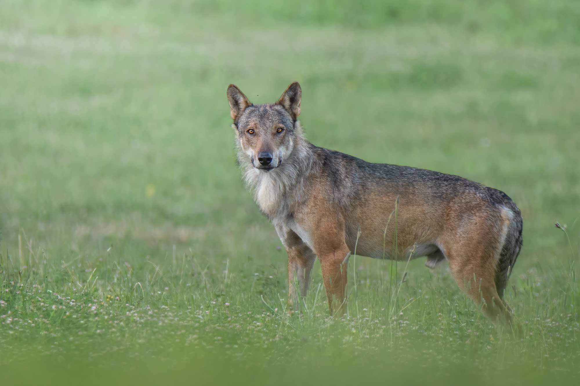 Il lupo a spasso per le montagne della Lombardia: 80 esemplari ...