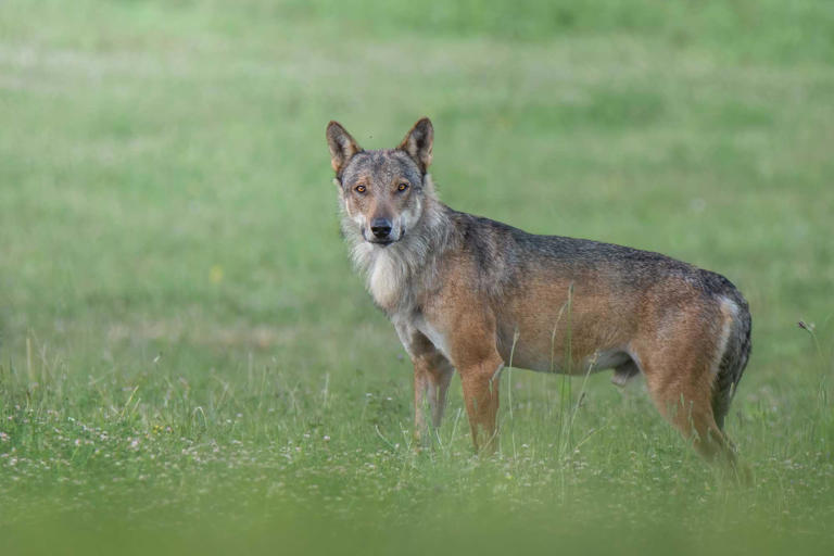 Il lupo a spasso per le montagne della Lombardia: 80 esemplari ...