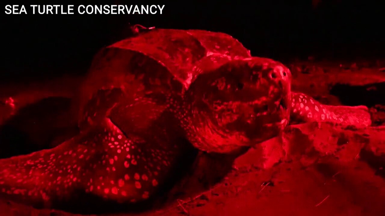 Female leatherback turtle travels 7,000 miles from Panama to North ...