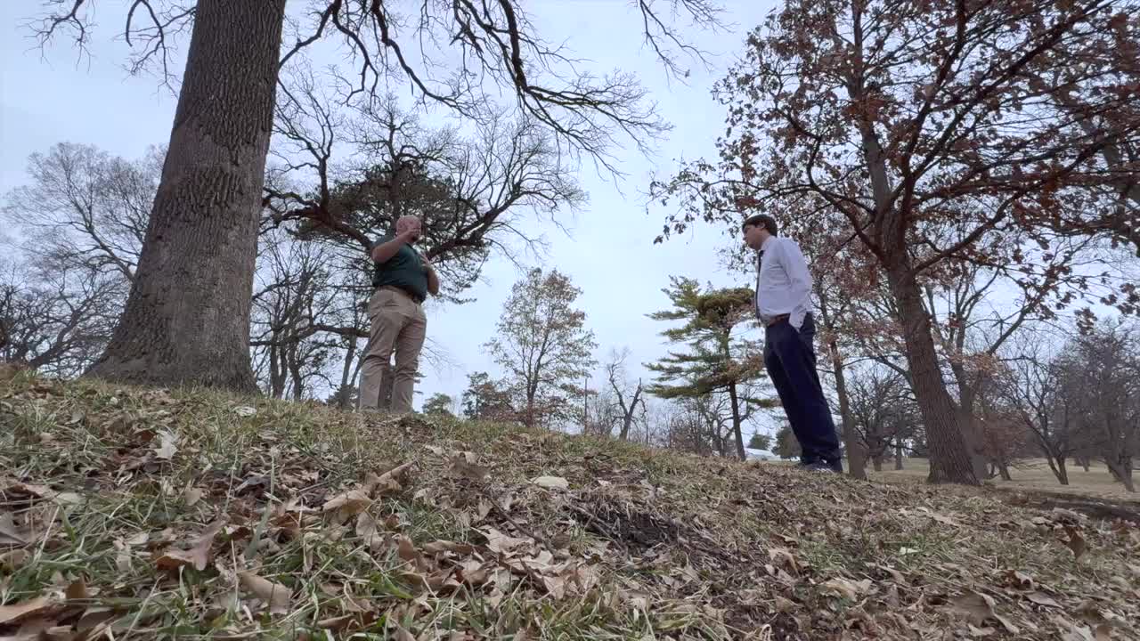 Winter is a great time to prune your trees: here's why, and some tips