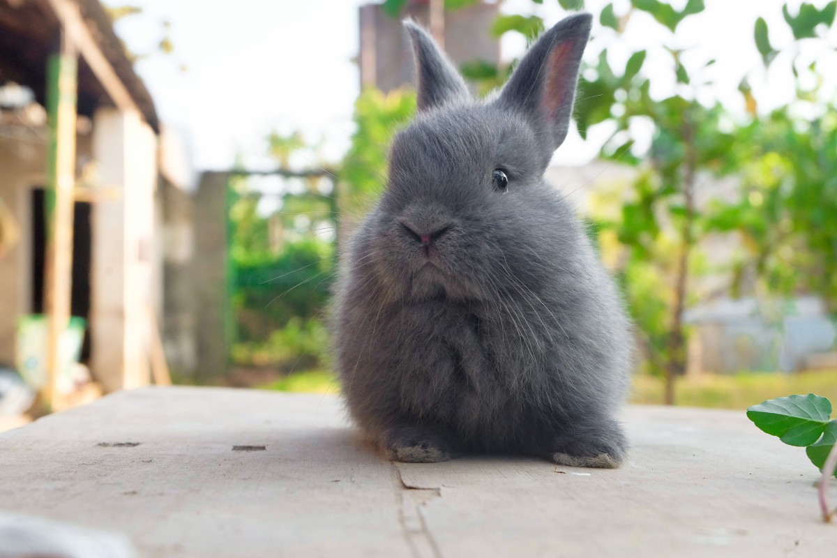 Cute video of bunny chewing is the ASMR we all need