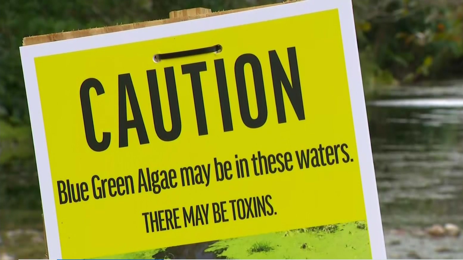 Blue-green algae alert: Health warnings issued for South Miami Canal