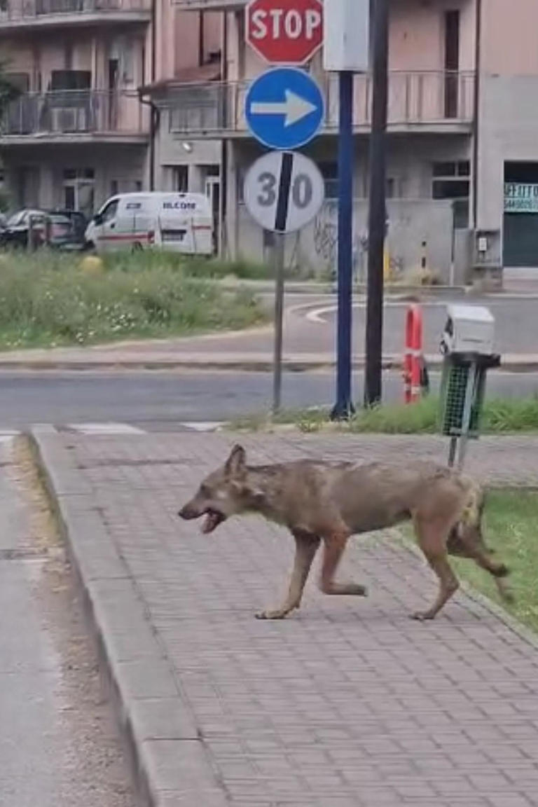 Il lupo a spasso per le montagne della Lombardia: 80 esemplari ...