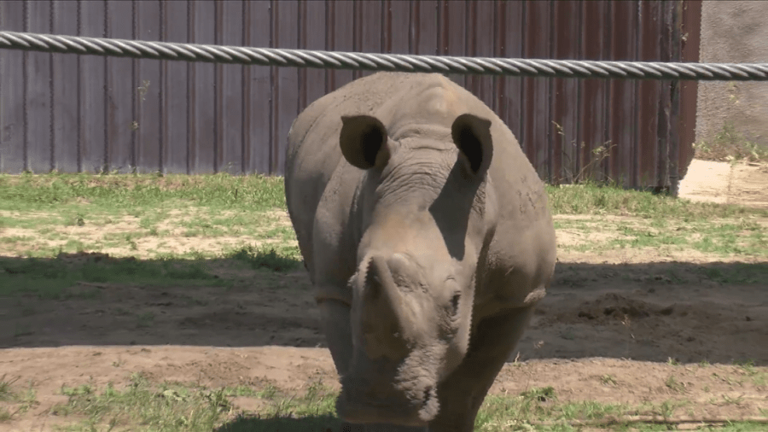 Niabi Zoo, Coal Valley, awarded grant for splash pad, 'dinosaur dig ...