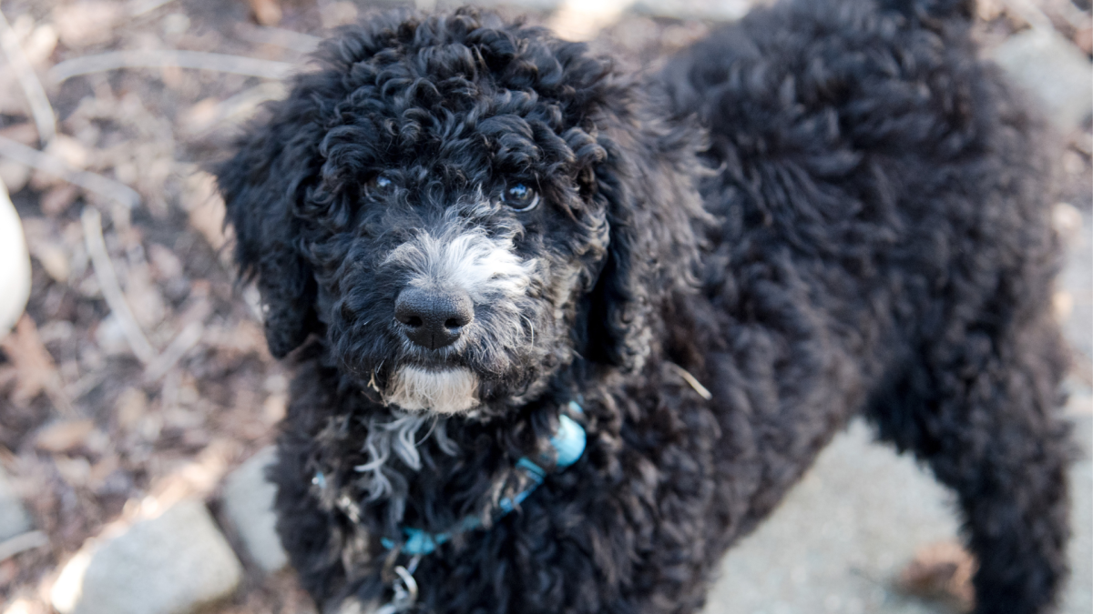 Kids’ split reaction to parents bringing home a new doodle is so ...
