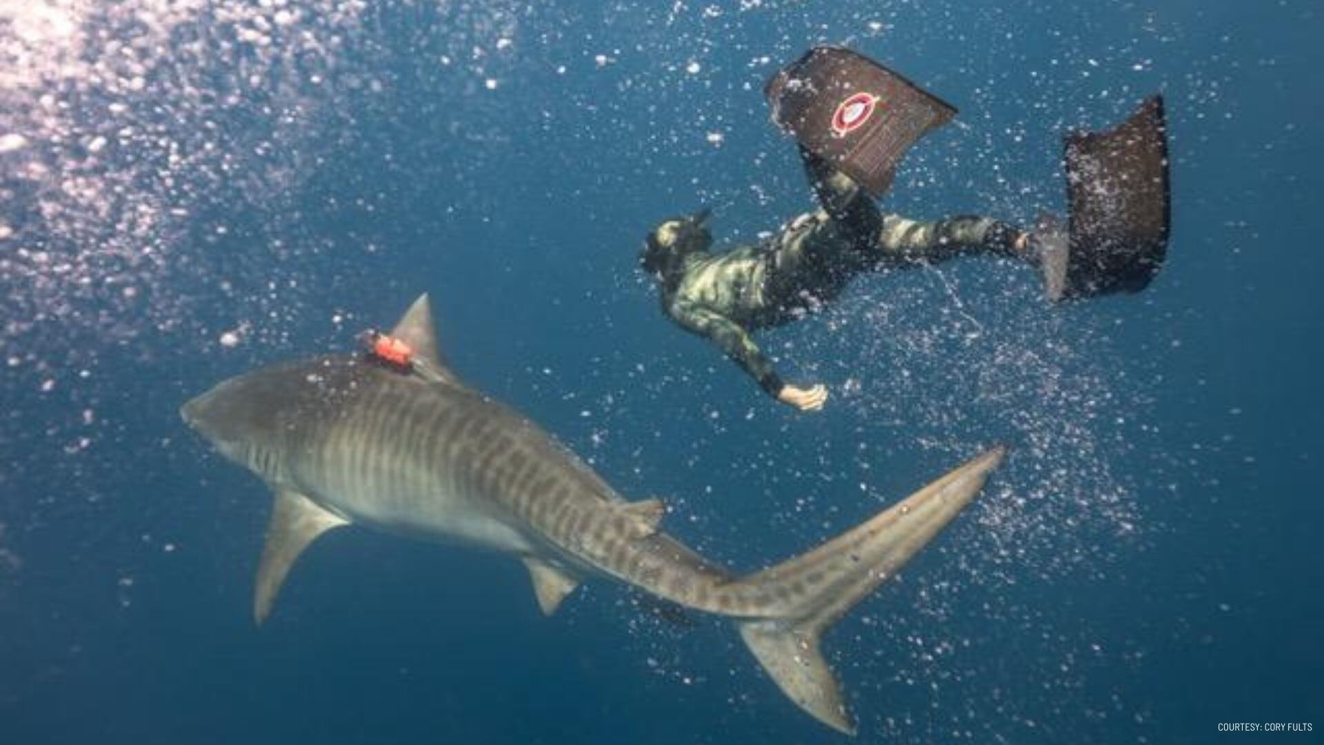 First documented tiger shark mating hub identified by UH researchers