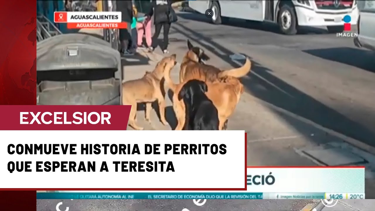 Perritos aún esperan a Teresita, mujer en situación de calle que murió