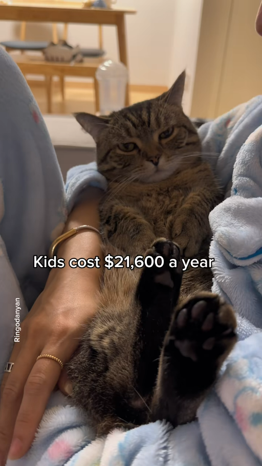 When math gets feline fun | Cat edition