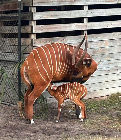 ZooTampa welcomes critically endangered eastern bongo calf