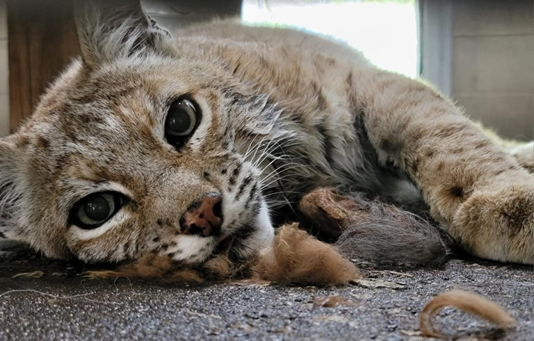 Niabi Zoo, Coal Valley, awarded grant for splash pad, 'dinosaur dig ...