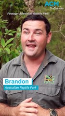 Rare echidna baby 'Piggle' makes adorable debut