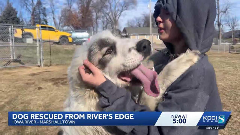 'Banks,' a dog pulled from the muddy Iowa River, may soon have a new home