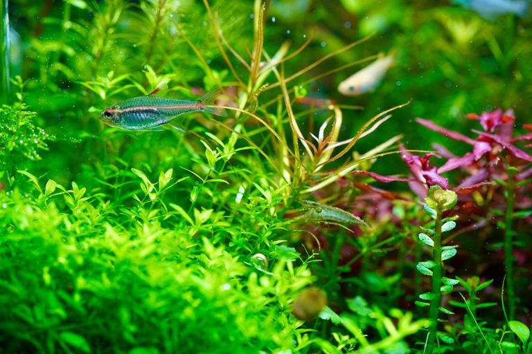 Mejores plantas de acuario de agua dulce: guía completa para elegir y ...