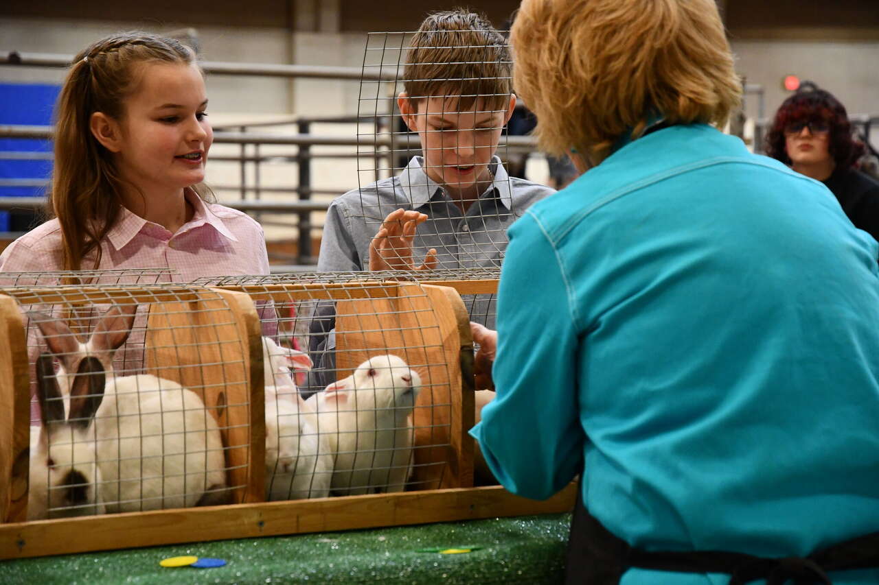 Midland County Livestock Show marks 74th year with 485 animals
