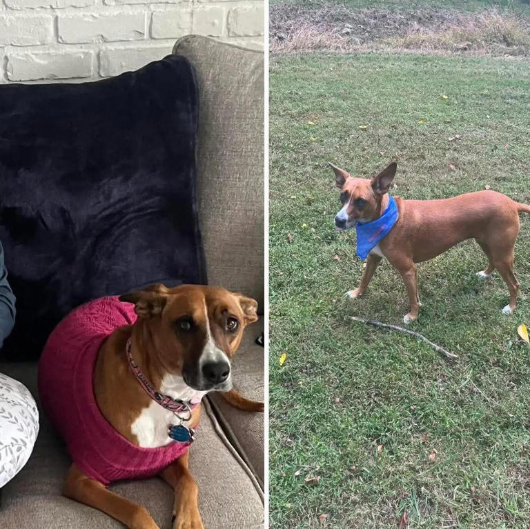 Beloved dog Luna missing from King of Prussia area