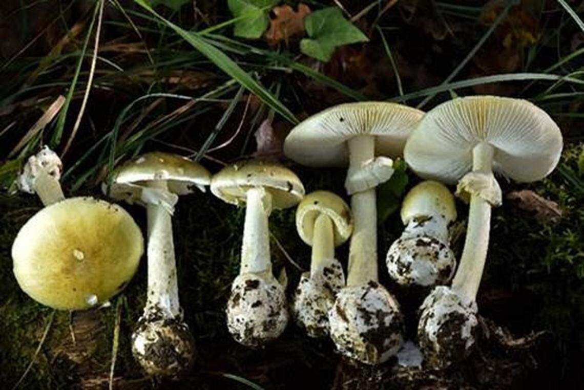 California health officials warn against eating wild mushrooms amid ...