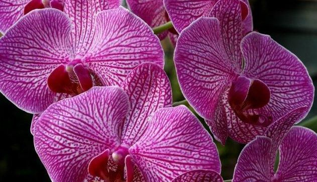 5 Bunga Pembawa Keberuntungan Saat Imlek 2026, Diyakini Bisa Datangnya ...