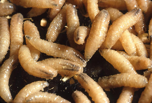 8 new cases of New World screwworm reported in Mexican border state