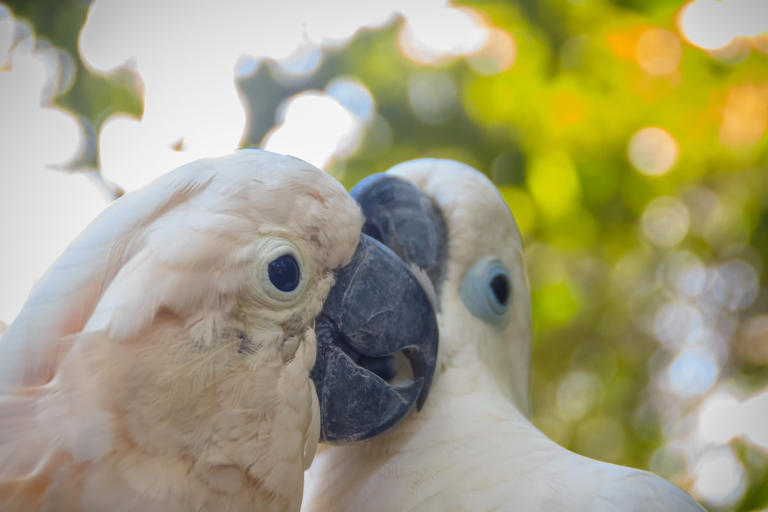 Sweet cockatoo offers bedtime kisses to grandma -- who he can't stand ...