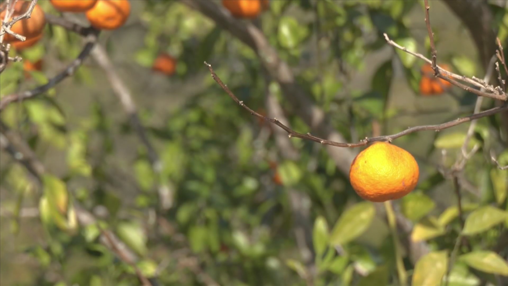 Protecting satsuma trees from the freeze