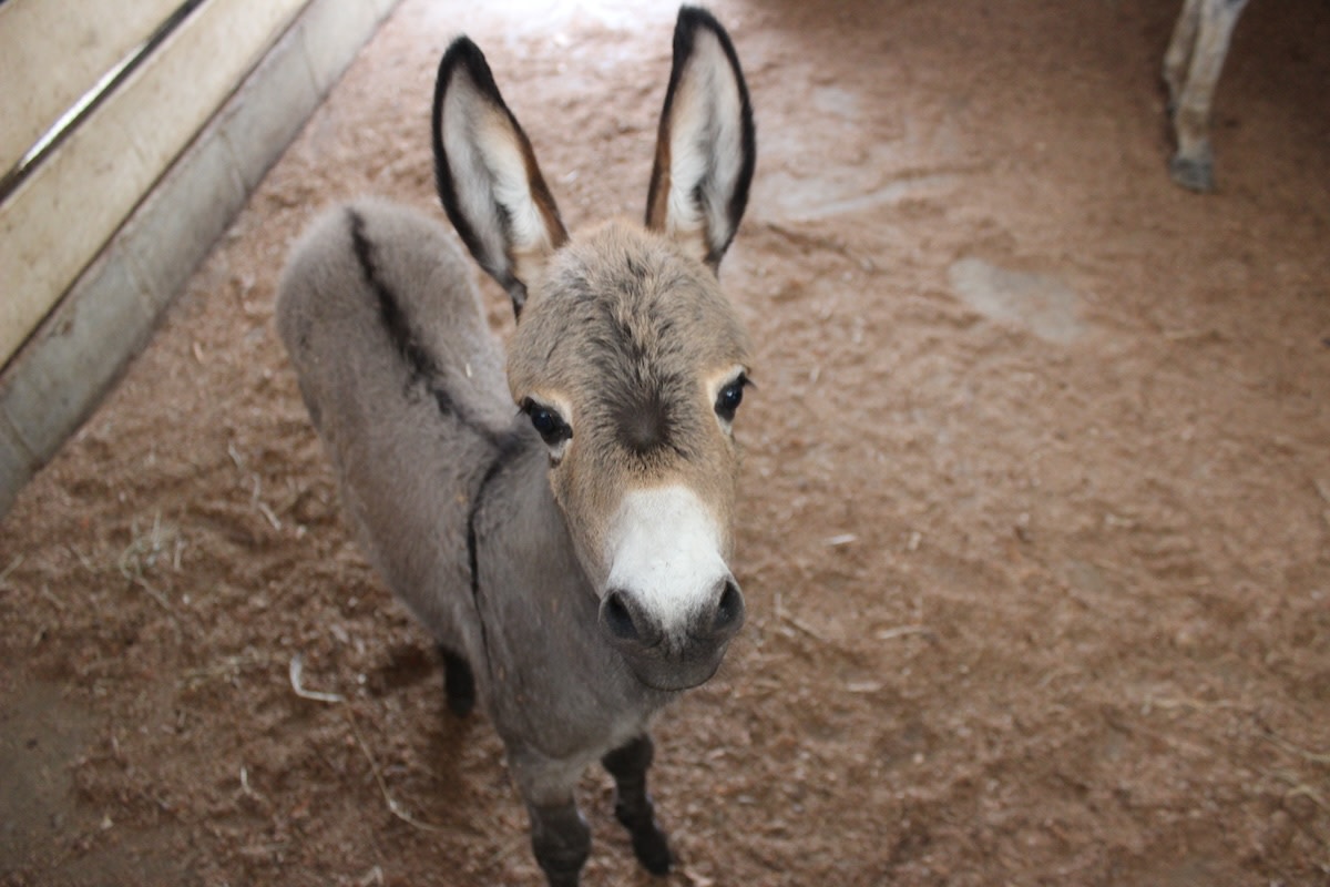 Precious newborn donkey will have to grow into her mile-long legs