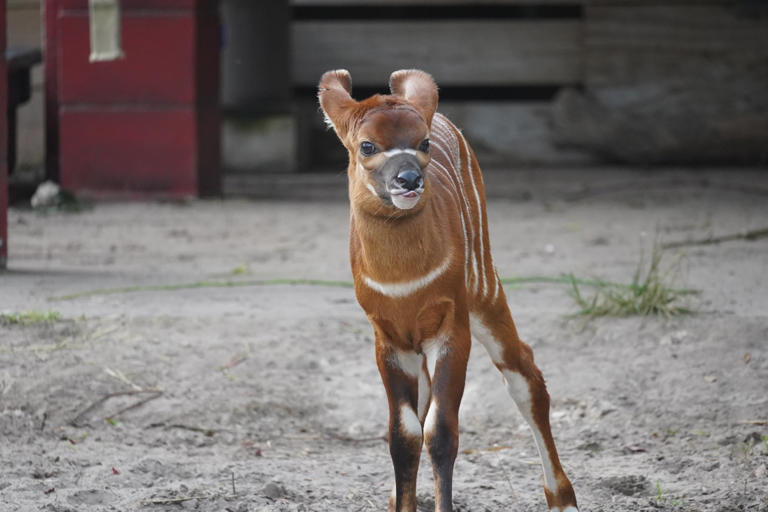 ZooTampa welcomes critically endangered eastern bongo calf