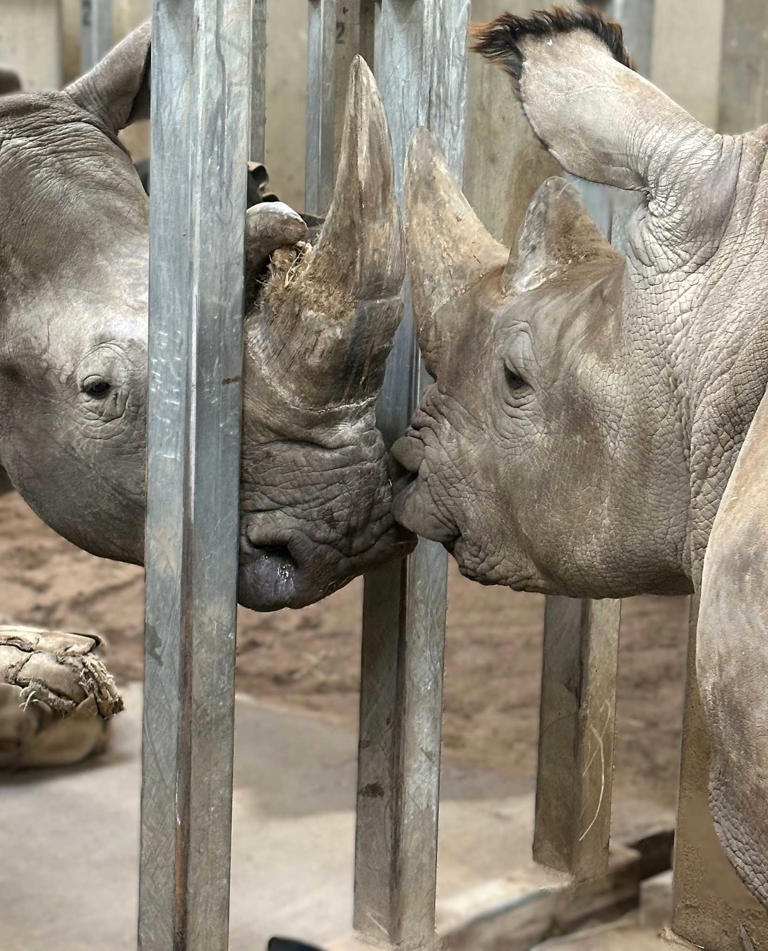 Meet Neville! Henry Doorly announces addition of 3-year-old southern ...