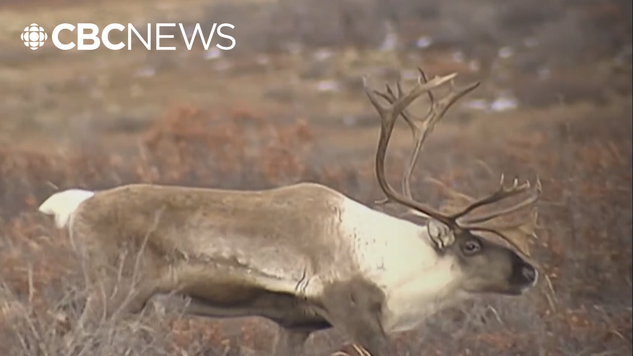 One of North America's largest caribou herds is declining