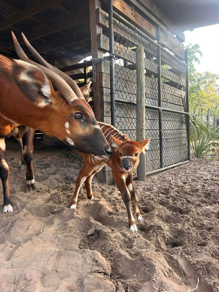 ZooTampa welcomes critically endangered eastern bongo calf