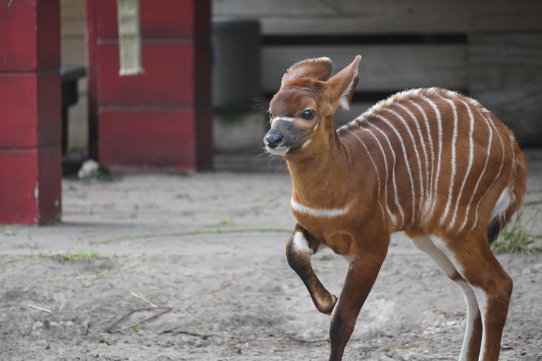 ZooTampa welcomes critically endangered eastern bongo calf