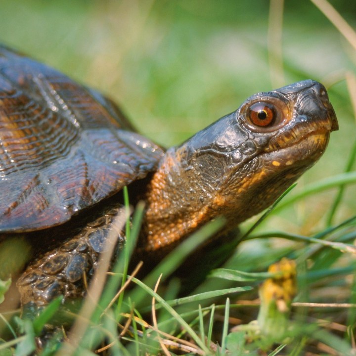 Public comment open for Vermont wildlife priorities