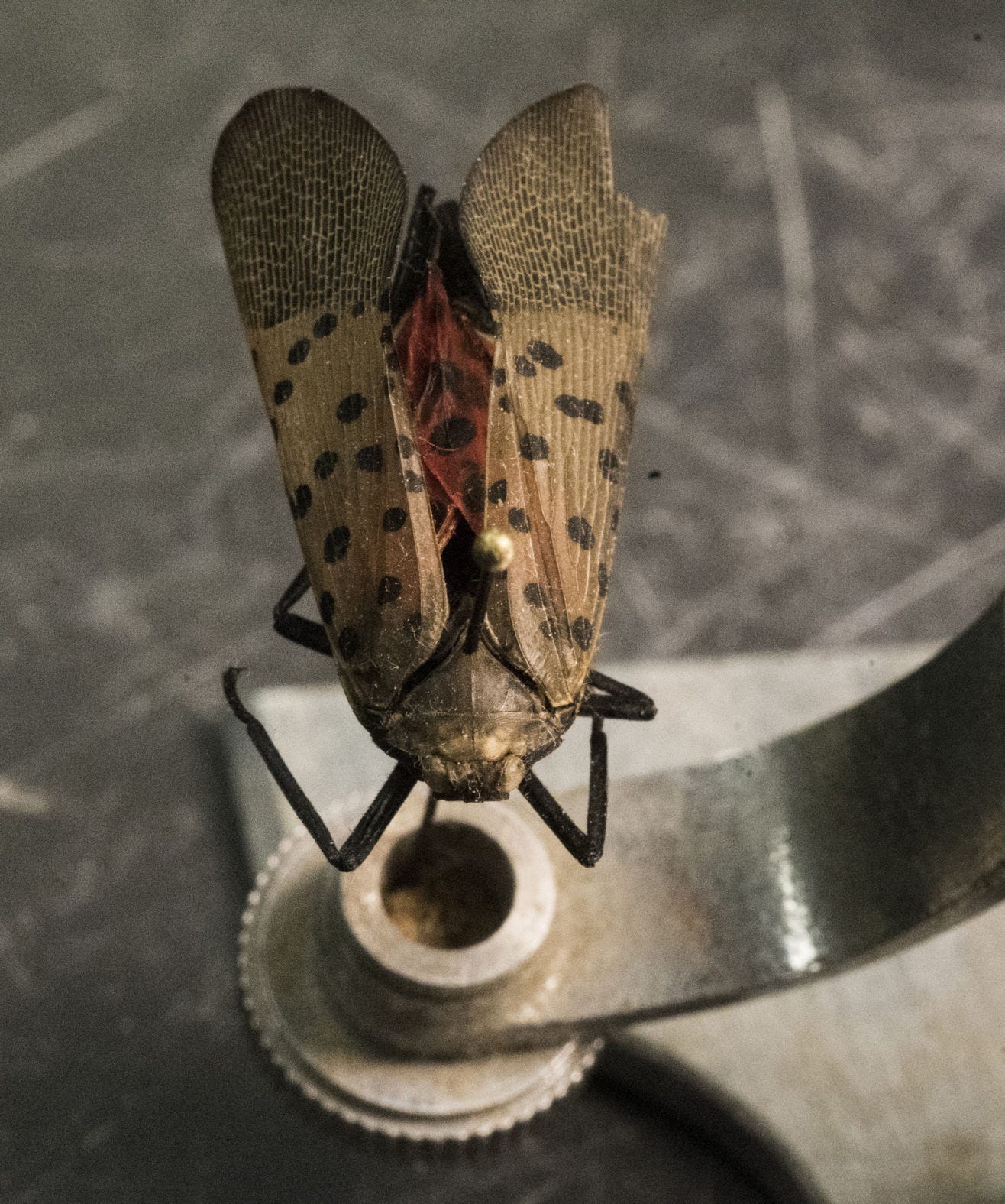 Spotted lanternfly, a new invasive pest, aims to consume our grapes ...