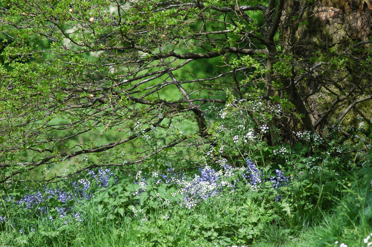8 beautiful snowdrop walks in Birmingham and West Midlands for 2026
