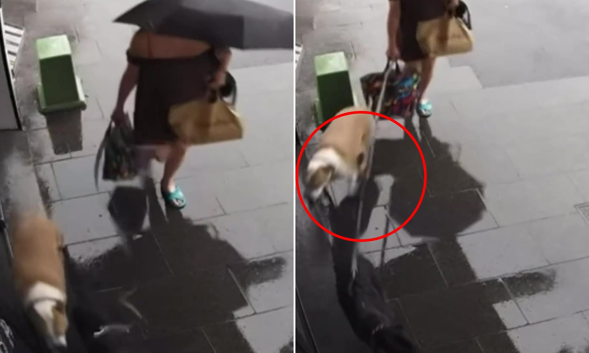 Shocking reason why woman's dog suddenly dropped dead during an evening ...